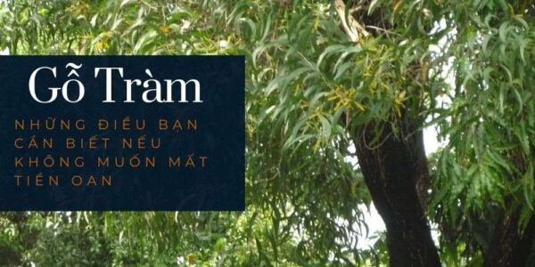 Gỗ Tràm - Đặc điểm, Phân Loại Và ứng Dụng Trong Nội Thất